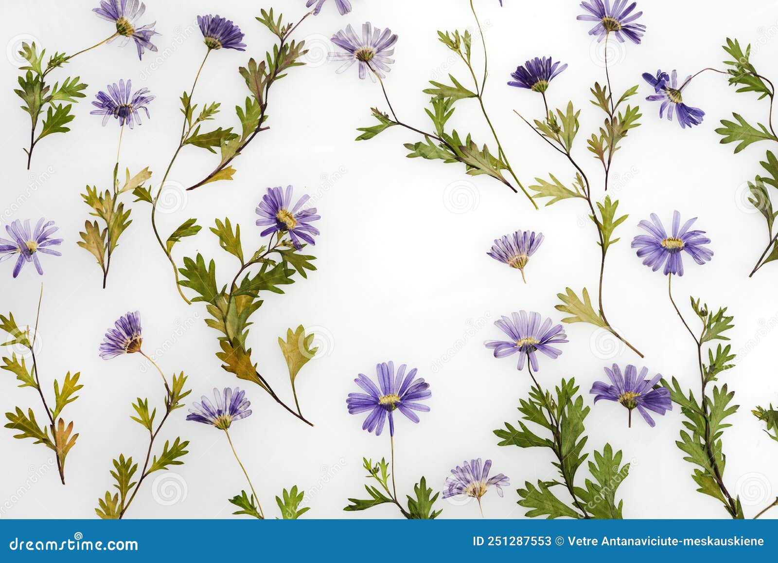 Pressed Dried Flower Pattern Isolated on White Background Stock Image ...