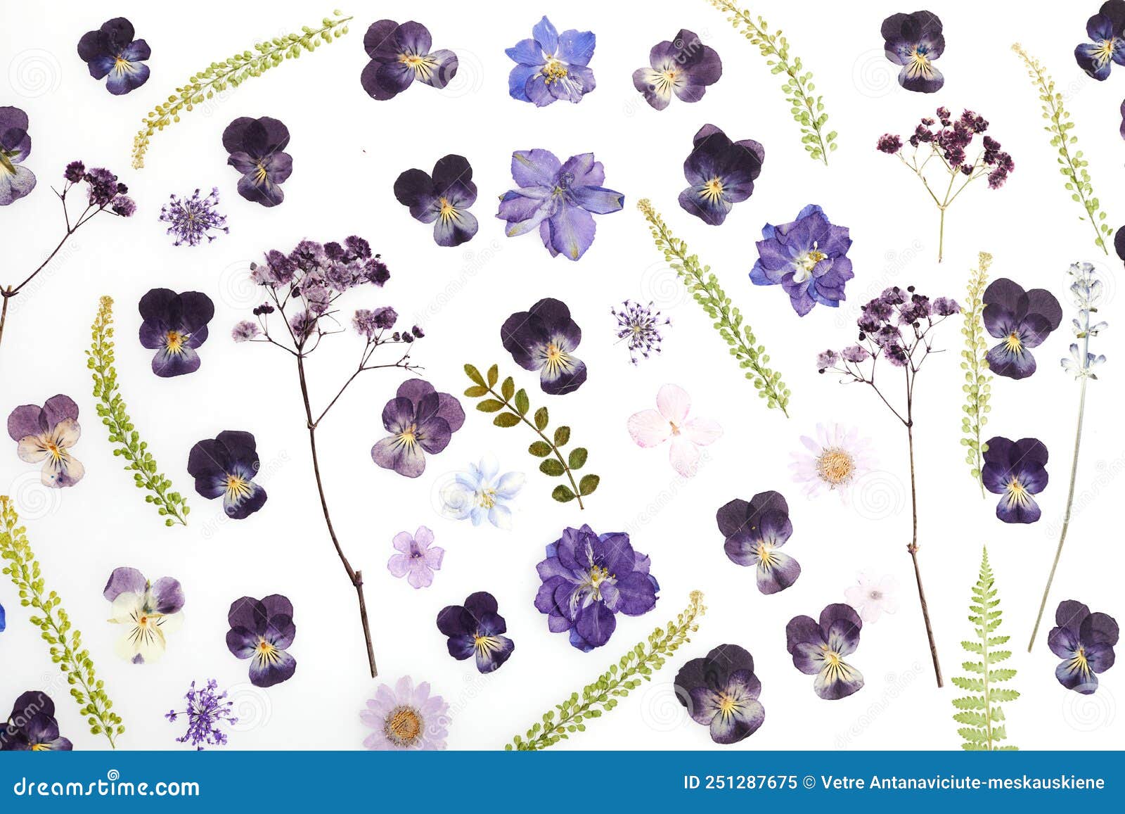 Pressed Dried Flower Pattern Isolated on White Background Stock Image ...