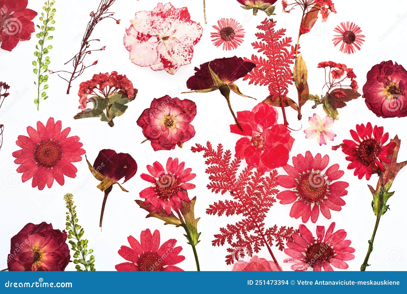 Pressed Dried Flower Pattern Isolated on White Background Stock Photo ...