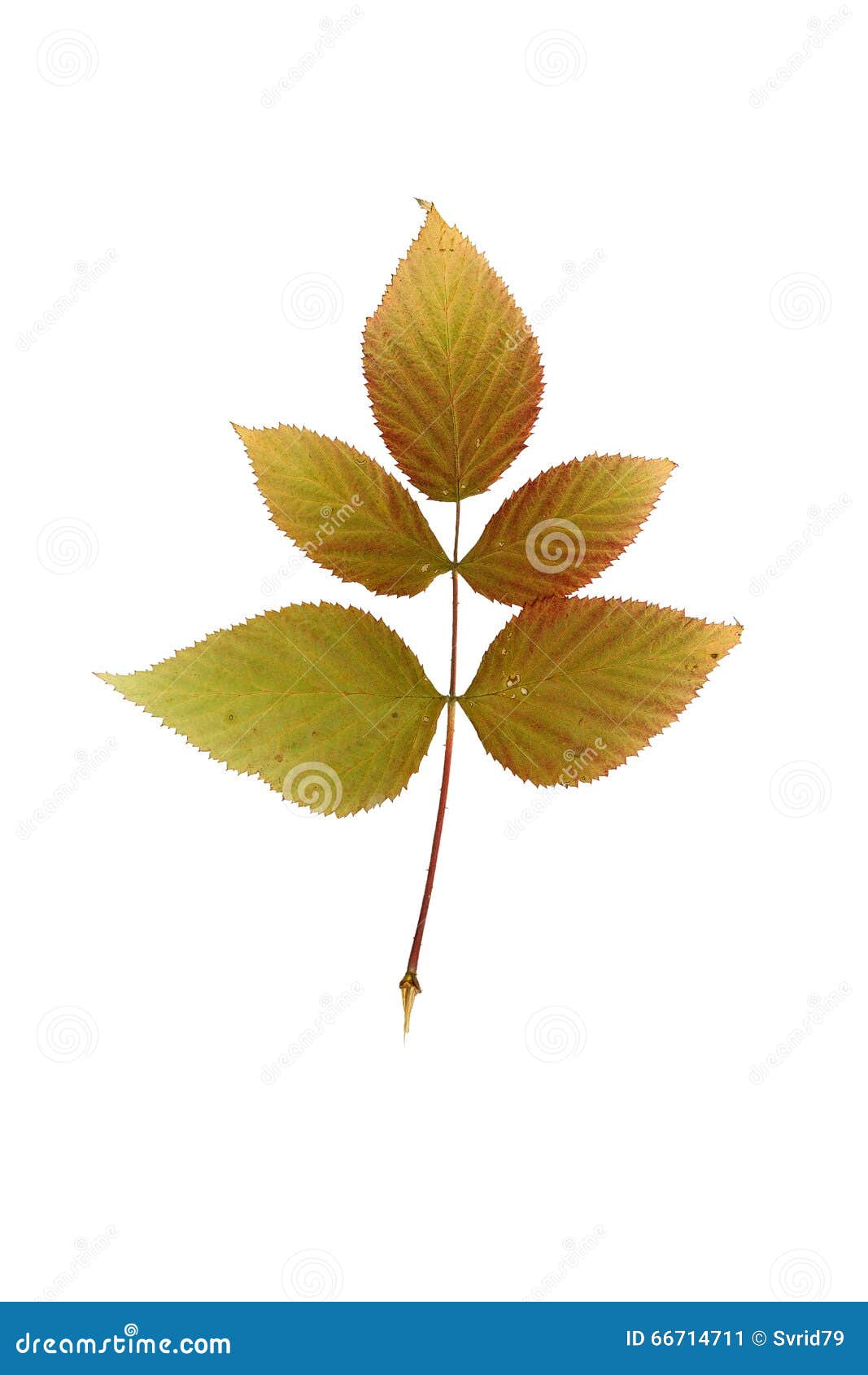 233 Pressed Raspberry Stock Photos - Free & Royalty-Free Stock Photos ...