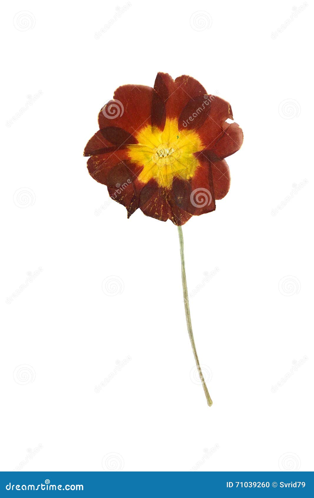 Pressed and Dried Maroon Primrose Flowers Stock Photo - Image of ...