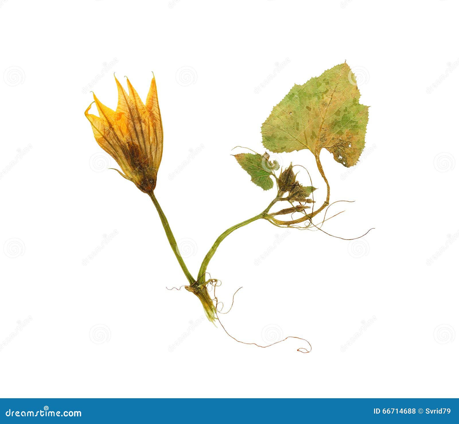 Pressed and Dried Orange Flower Pumpkin (gourd, Squash). Stock Photo ...