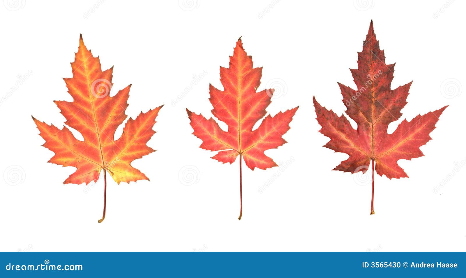 Pressed dry maple leafs stock photo. Image of flat, autumn - 3565430