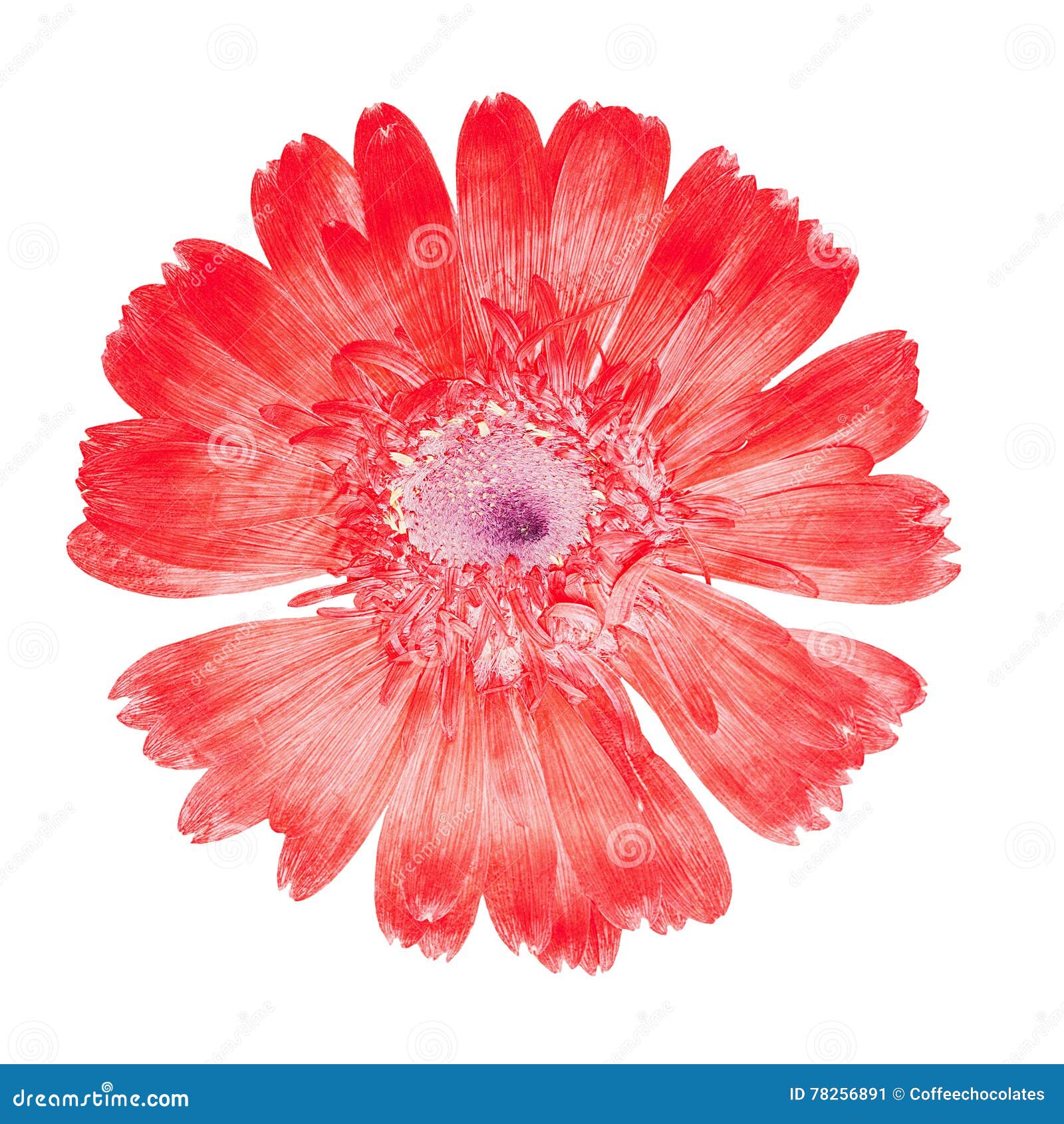 Pressed Flower Head Gerbera Stock Image - Image of floral, daisy: 78256891