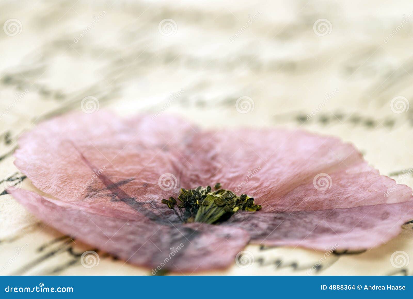 Pressed Poppy Flower Stock Photography | CartoonDealer.com #4019732