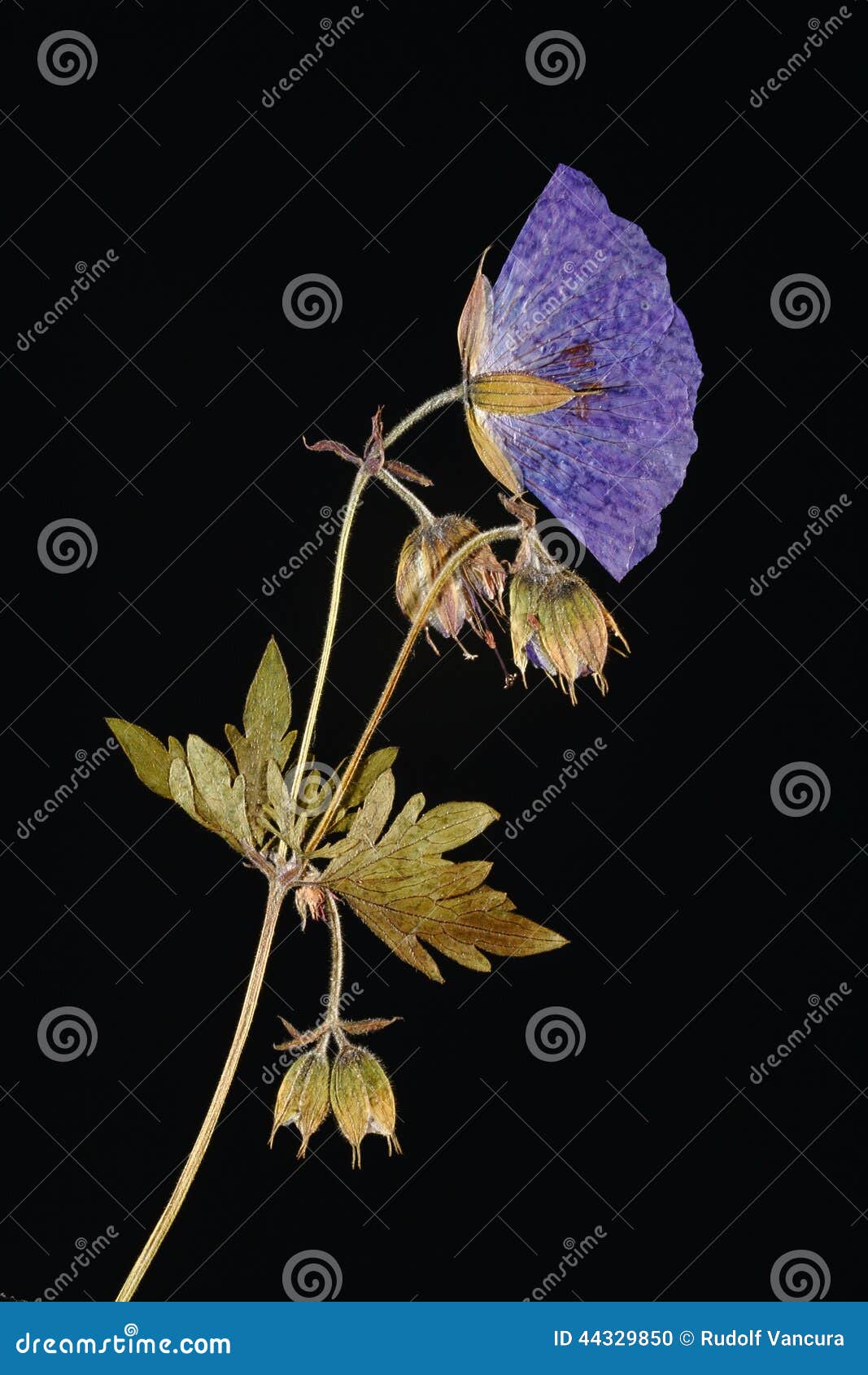 Pressed Flower Lit from Behind Stock Photo - Image of light, nature ...