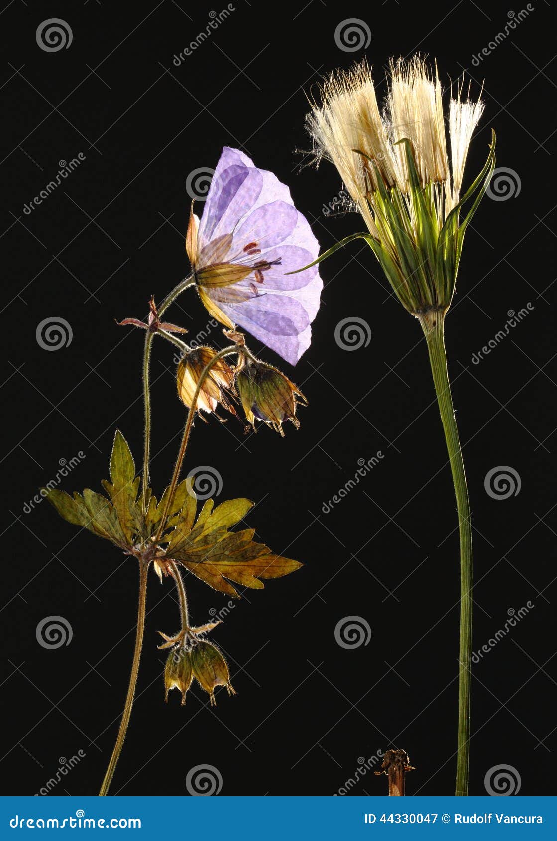 Pressed Flower Lit Behind Stock Photos - Free & Royalty-Free Stock ...