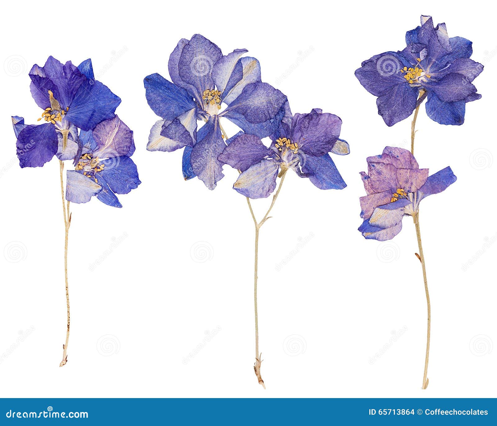 Pressed flowers, isolated stock photo. Image of isolated - 65713864