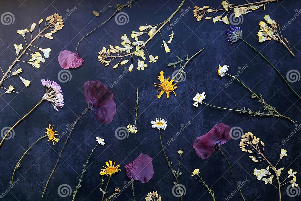 Pressed Flowers stock photo. Image of daisies, delicate - 224793514