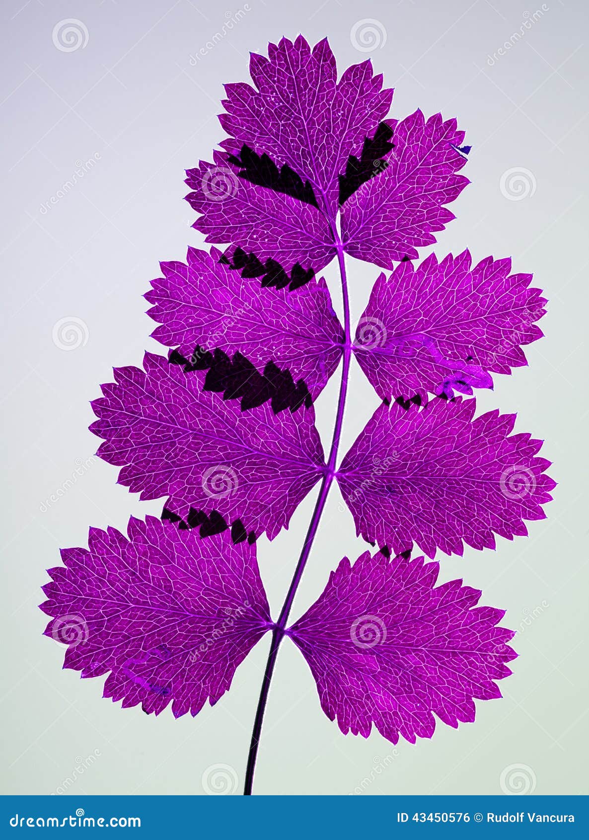 Pressed leaf stock photo. Image of leaves, colour, floral - 43450576