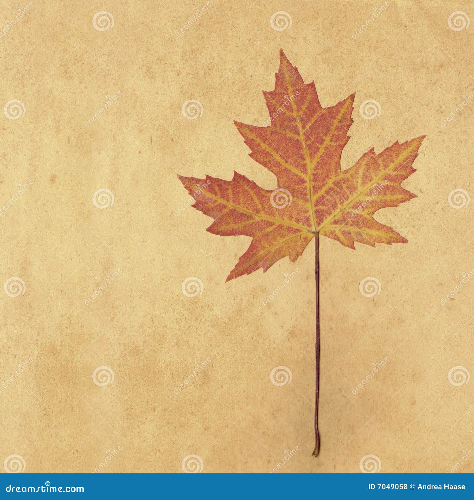 Pressed Maple Leaf on Paper Stock Illustration - Illustration of ...