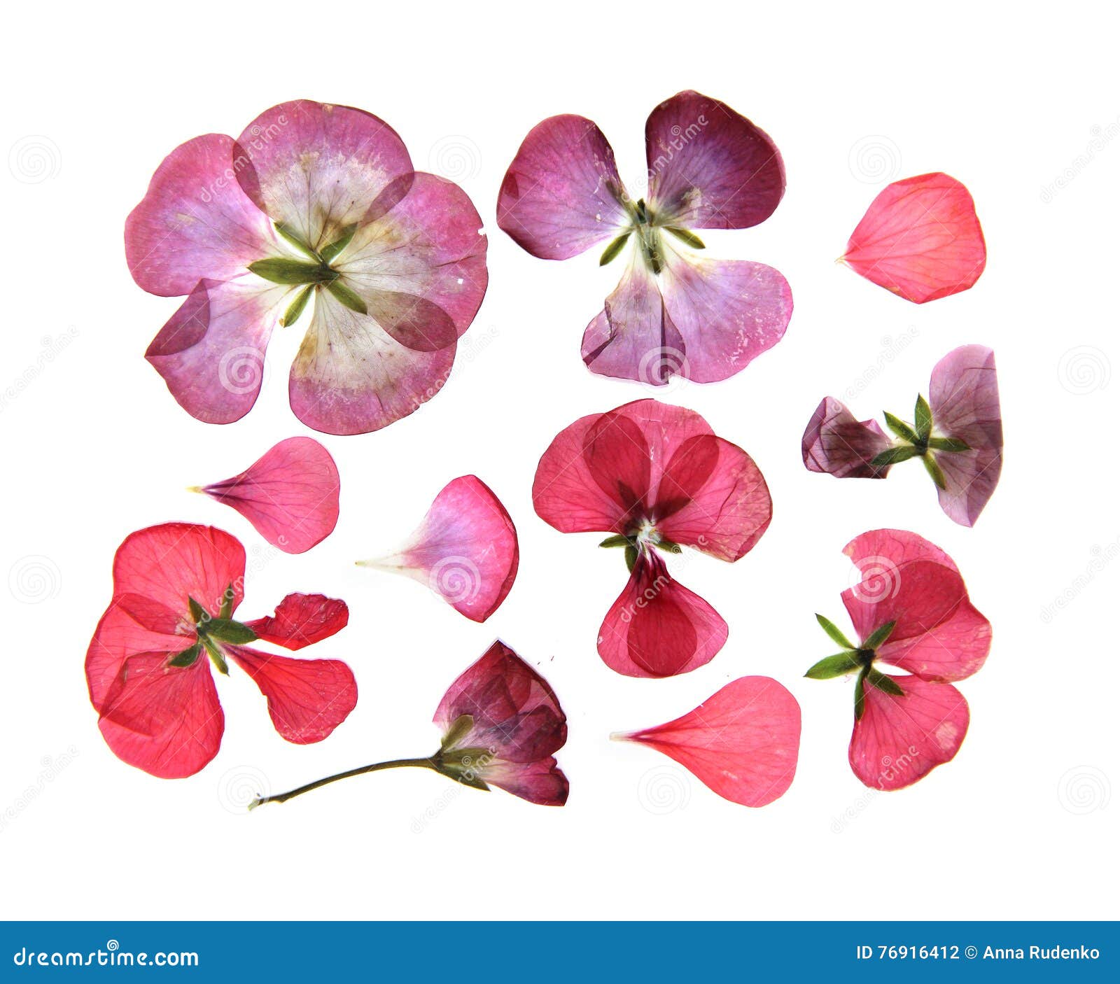 Pressed Multicolour Geranium Set Perspective. Dry Delicate Isol Stock ...