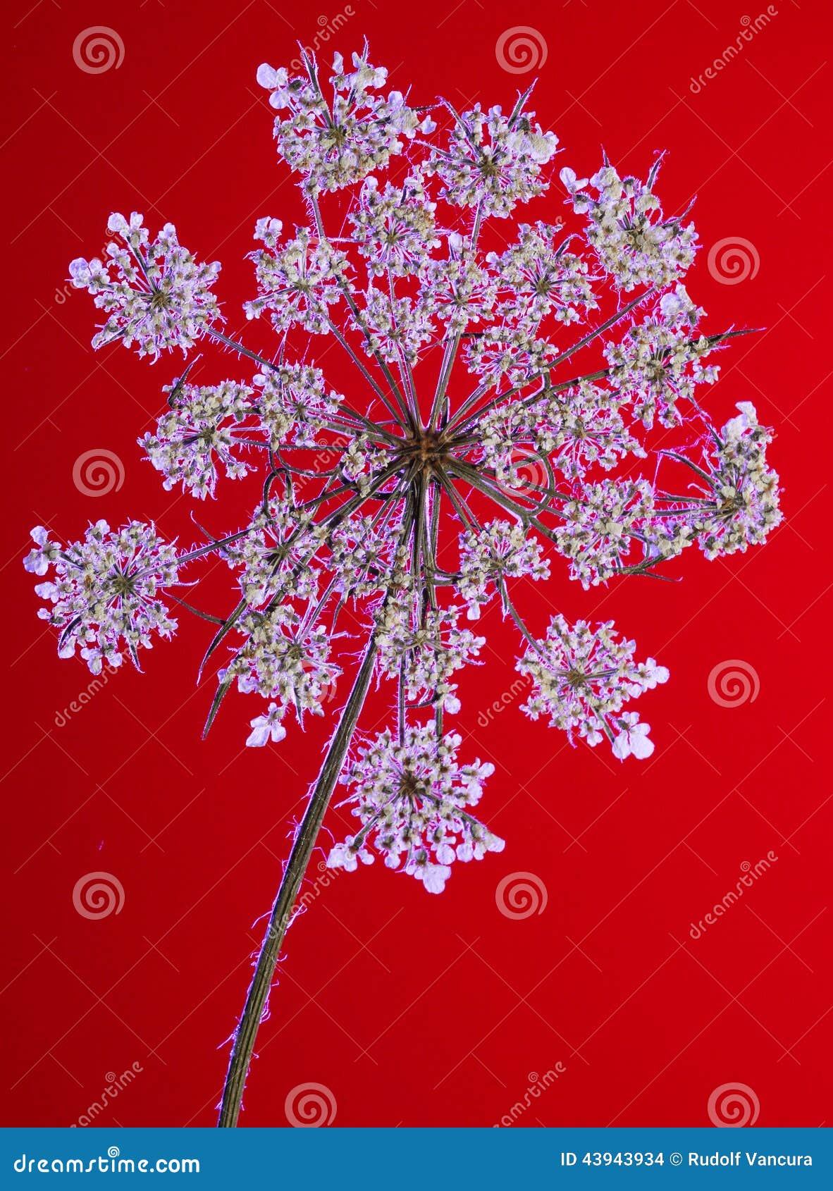 Pressed Plant in Colored Light Stock Photo - Image of life, details ...