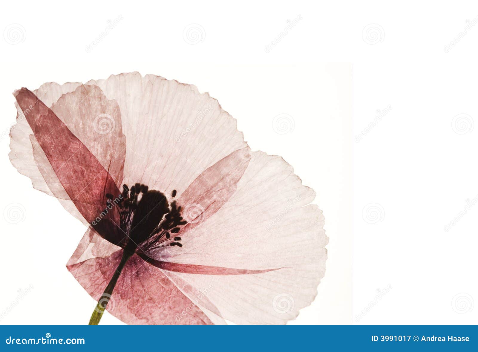 Pressed poppy flower stock image. Image of floral, nature - 3991017