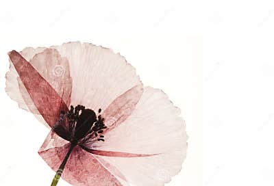 Pressed poppy flower stock image. Image of floral, nature - 3991017