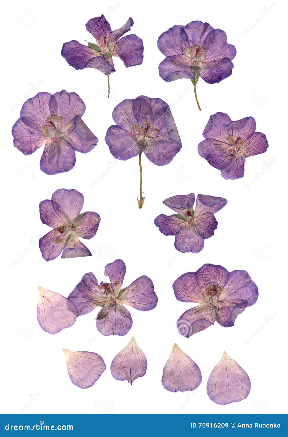 Pressed Purple Geranium Set Perspective Stock Image - Image of flora ...