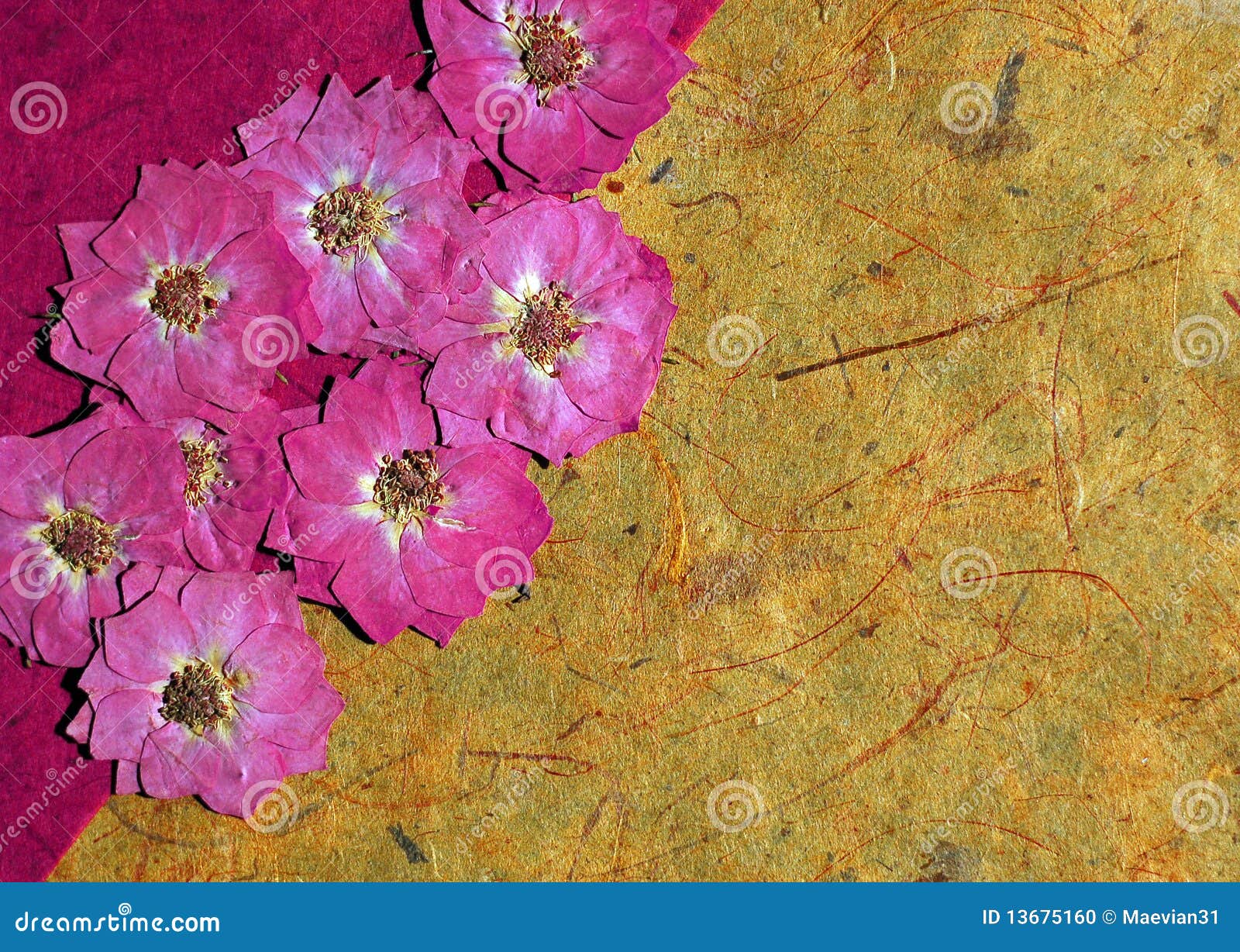 Pressed roses background stock photo. Image of sentimental - 13675160