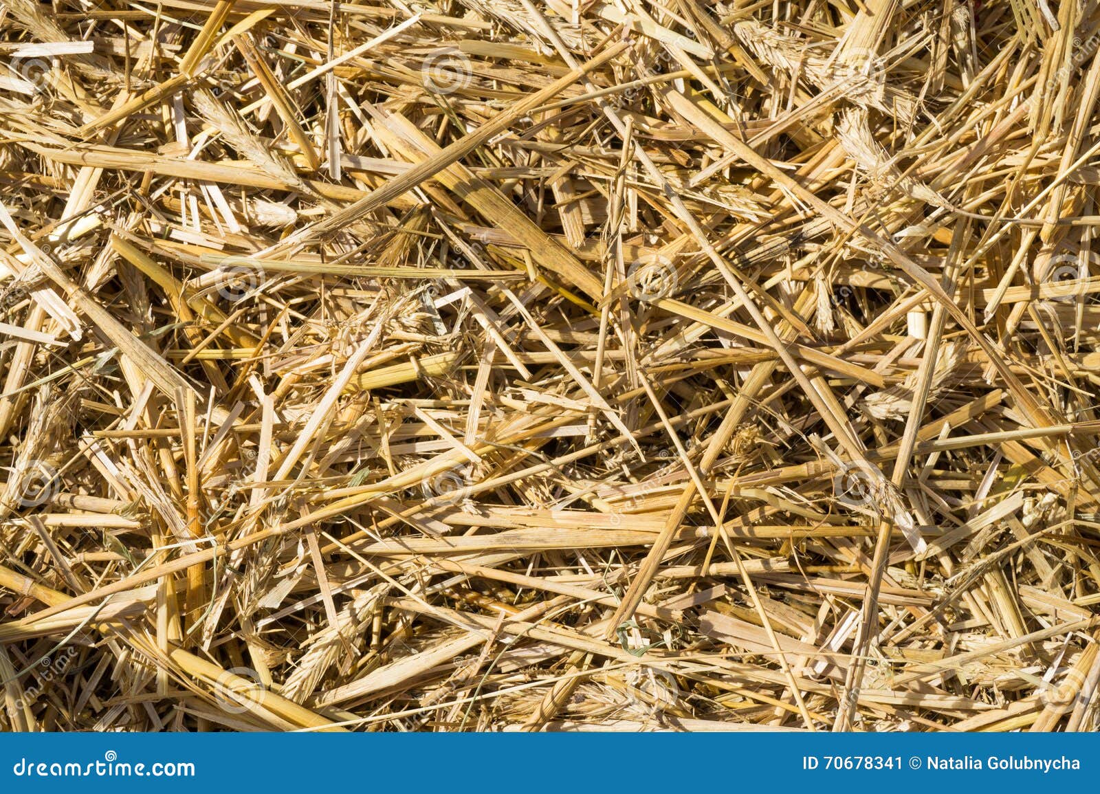 Pressed rye straw stock image. Image of threshed, background - 70678341