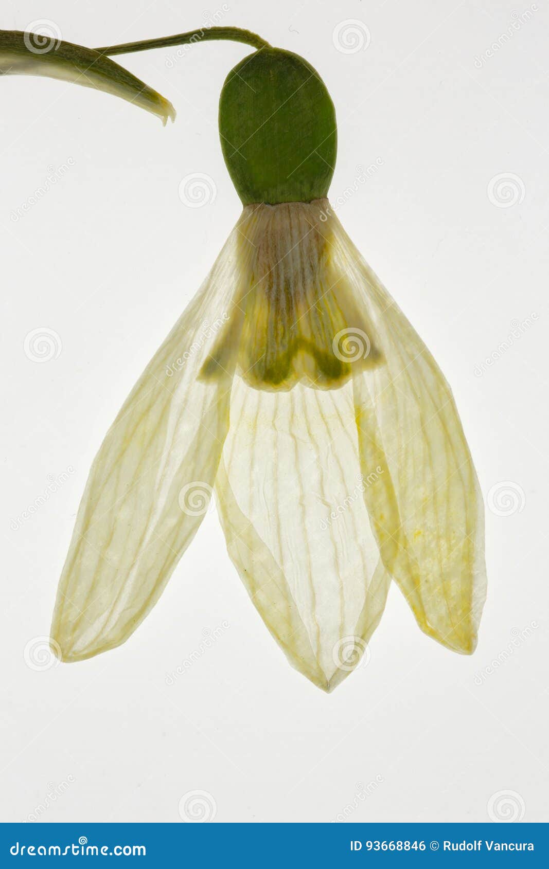 Pressed snowdrop stock photo. Image of blossom, bloom - 93668846