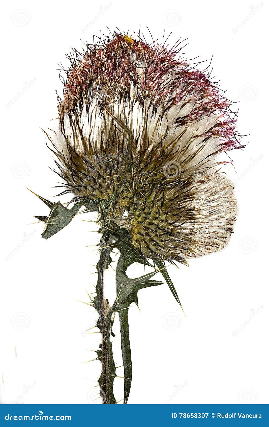 Pressed thistle stock image. Image of species, thistle - 78658307