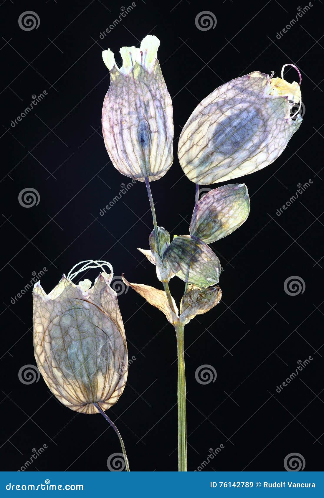 Pressed Translucent Flowers Stock Image - Image of blooms, flowers ...