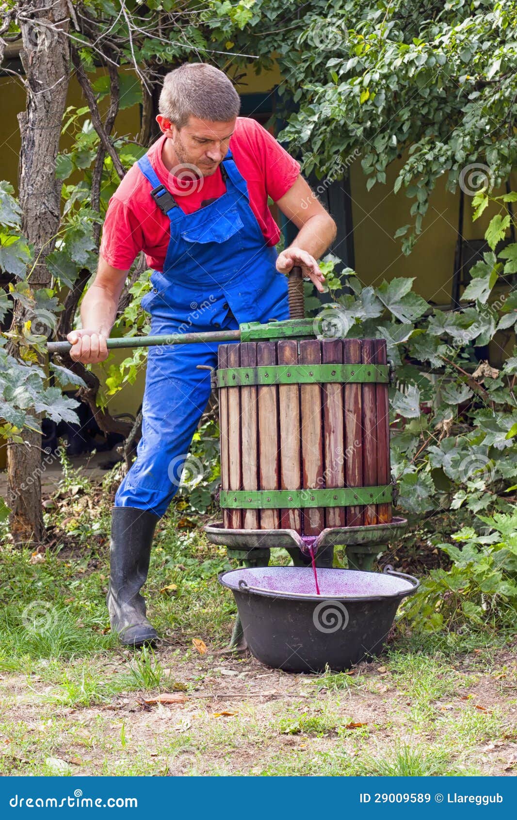 Pressing Grapes stock image. Image of squeeze, people - 29009589