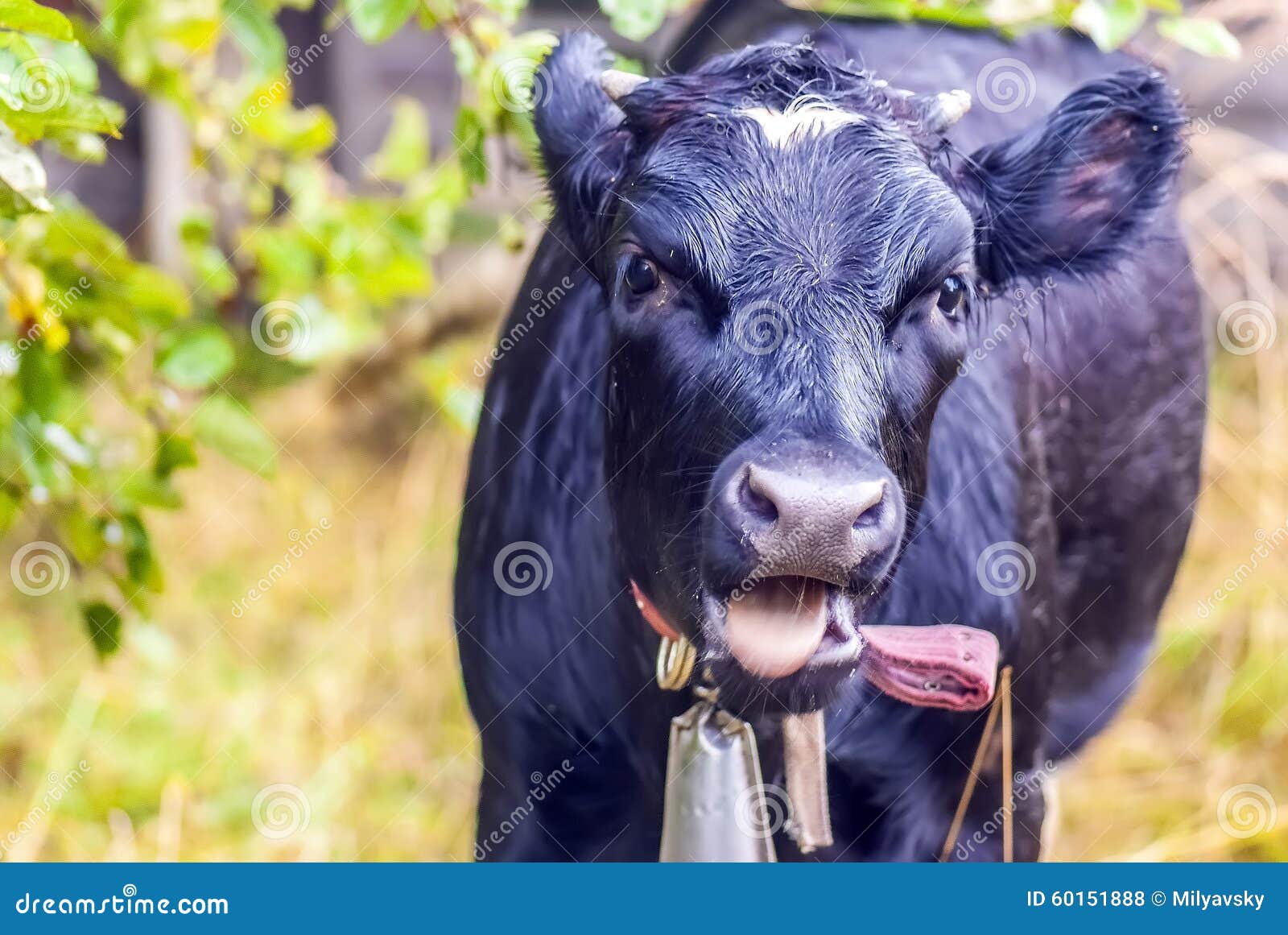 Preto Escuro Engraçado Com a Vaca Marrom Com Boca Aberta Foto de Stock ...