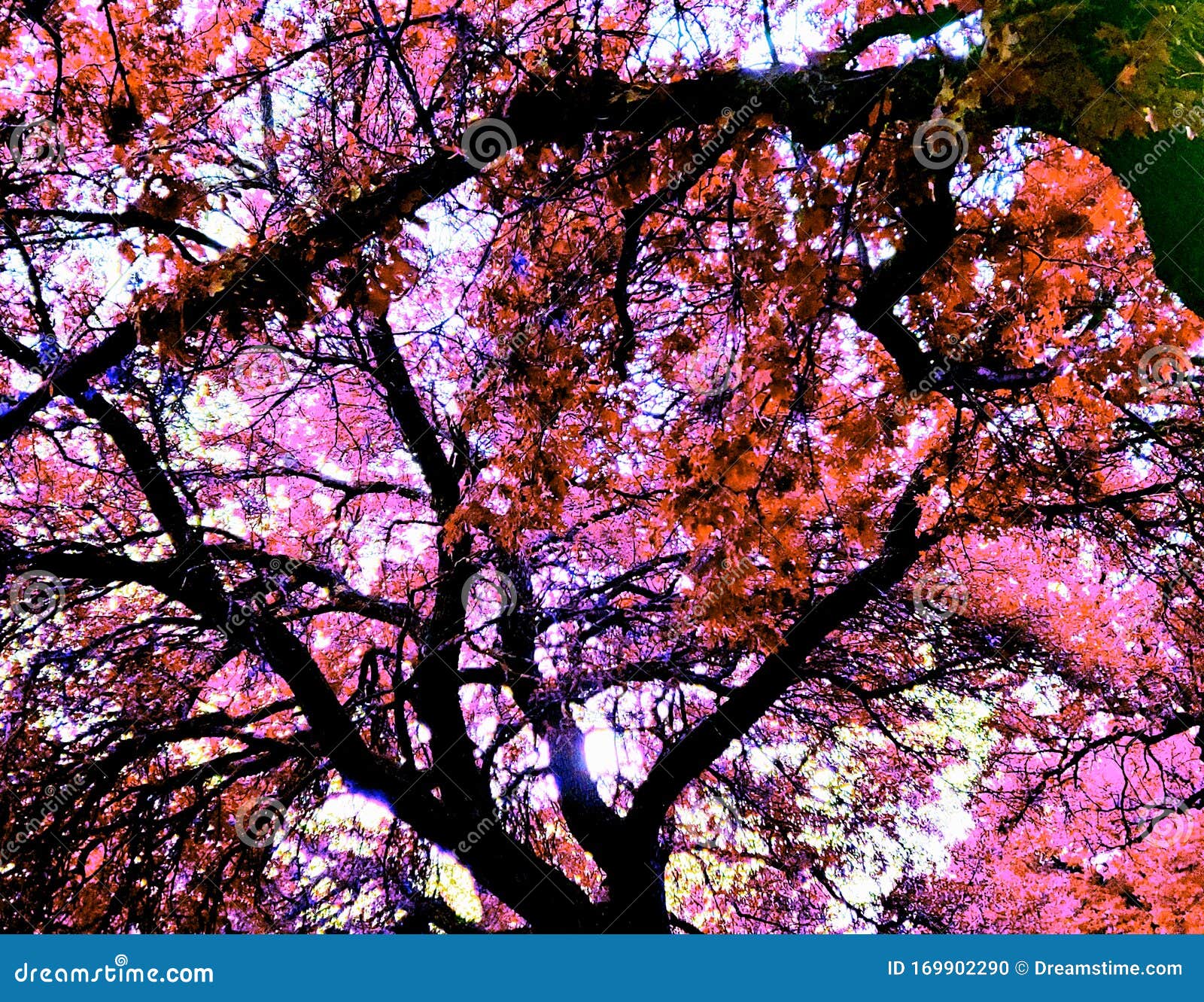 Prettiest trees ever stock photo. Image of trees, love - 169902290