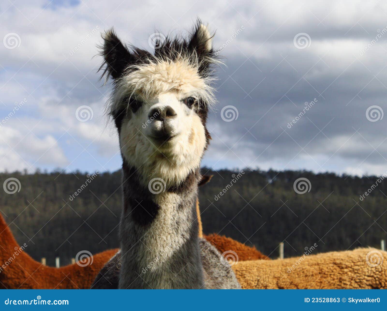 Pretty Alpaca stock image. Image of llama, peru, meadow - 23528863
