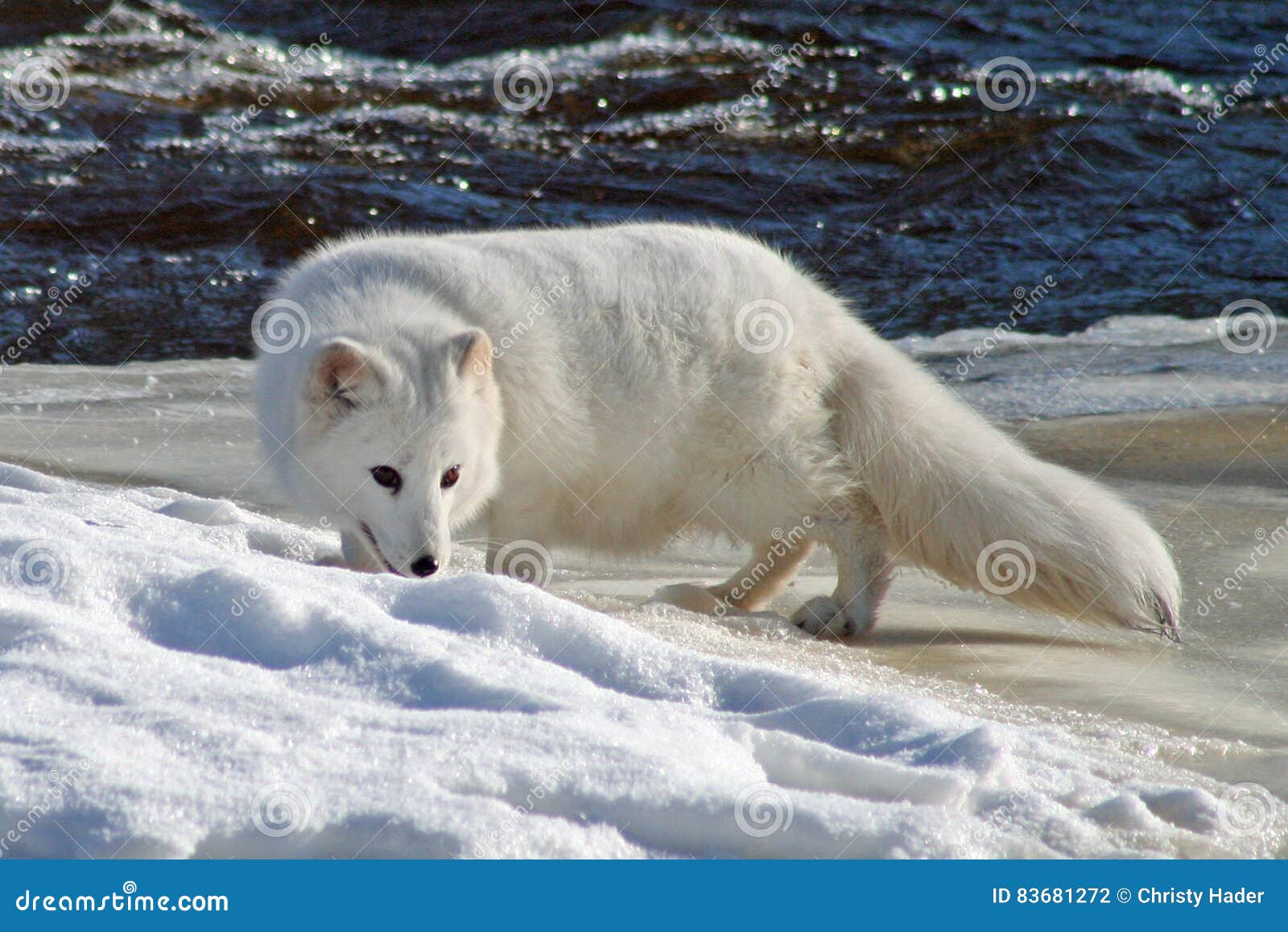 Pretty Arctic Fox in Winter Stock Photo - Image of river, fauna: 83681272
