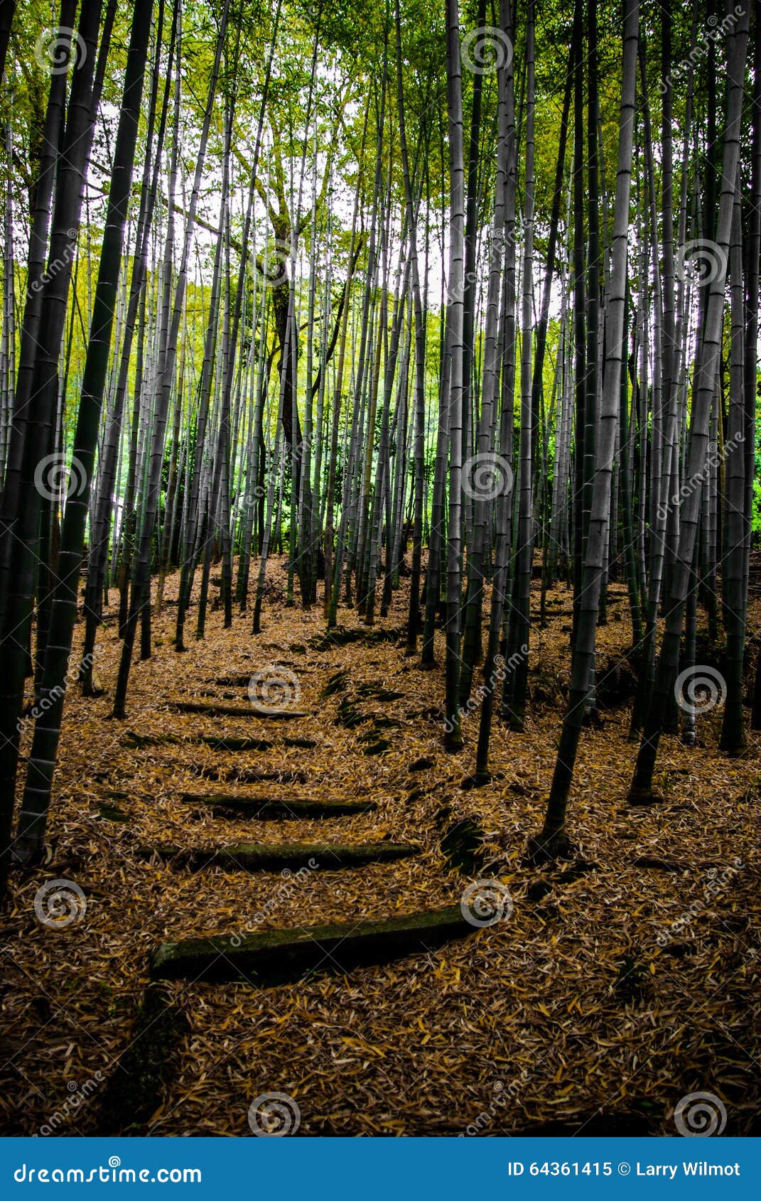 Pretty Bamboo Grove in Japan. Stock Image - Image of mystical, shrine ...