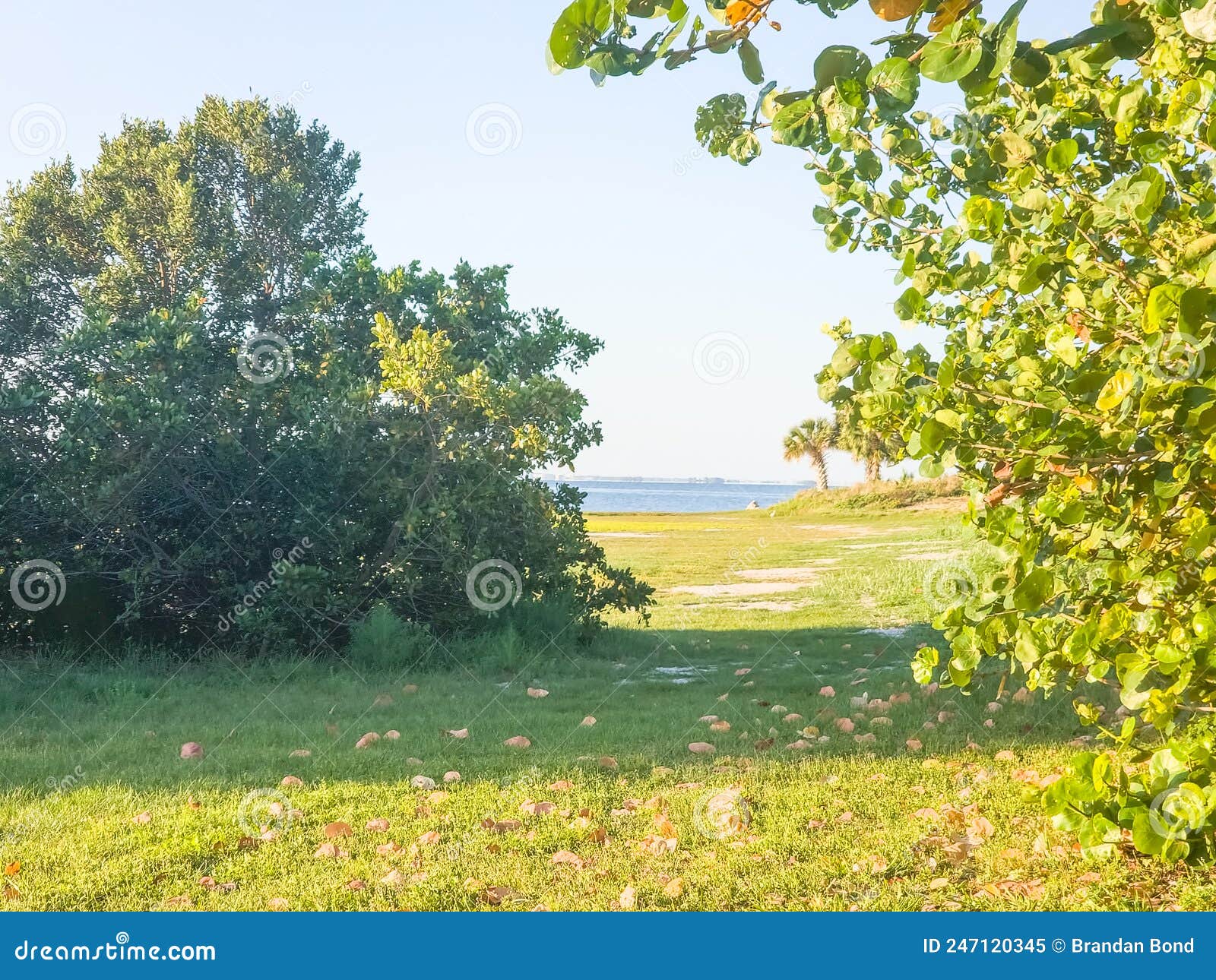 Pretty Beach Greenery stock image. Image of leaf, pasture - 247120345