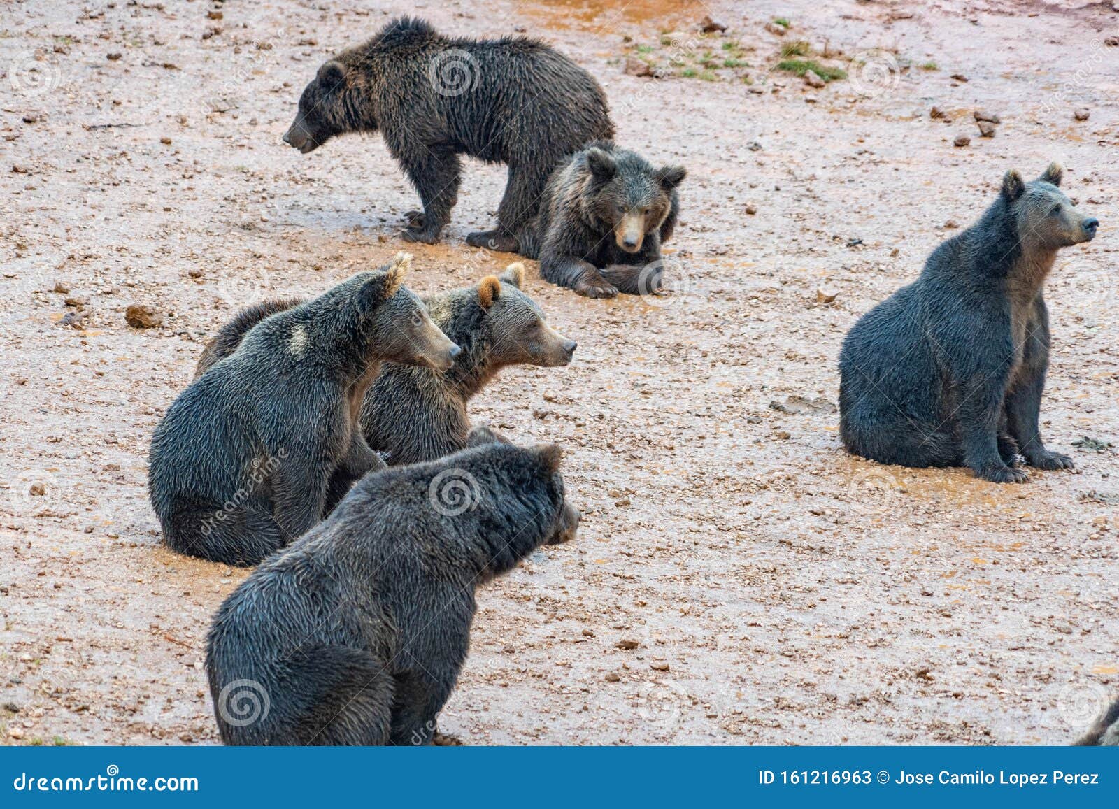 Bears in a spanish zoo stock image. Image of wildlife - 161216963
