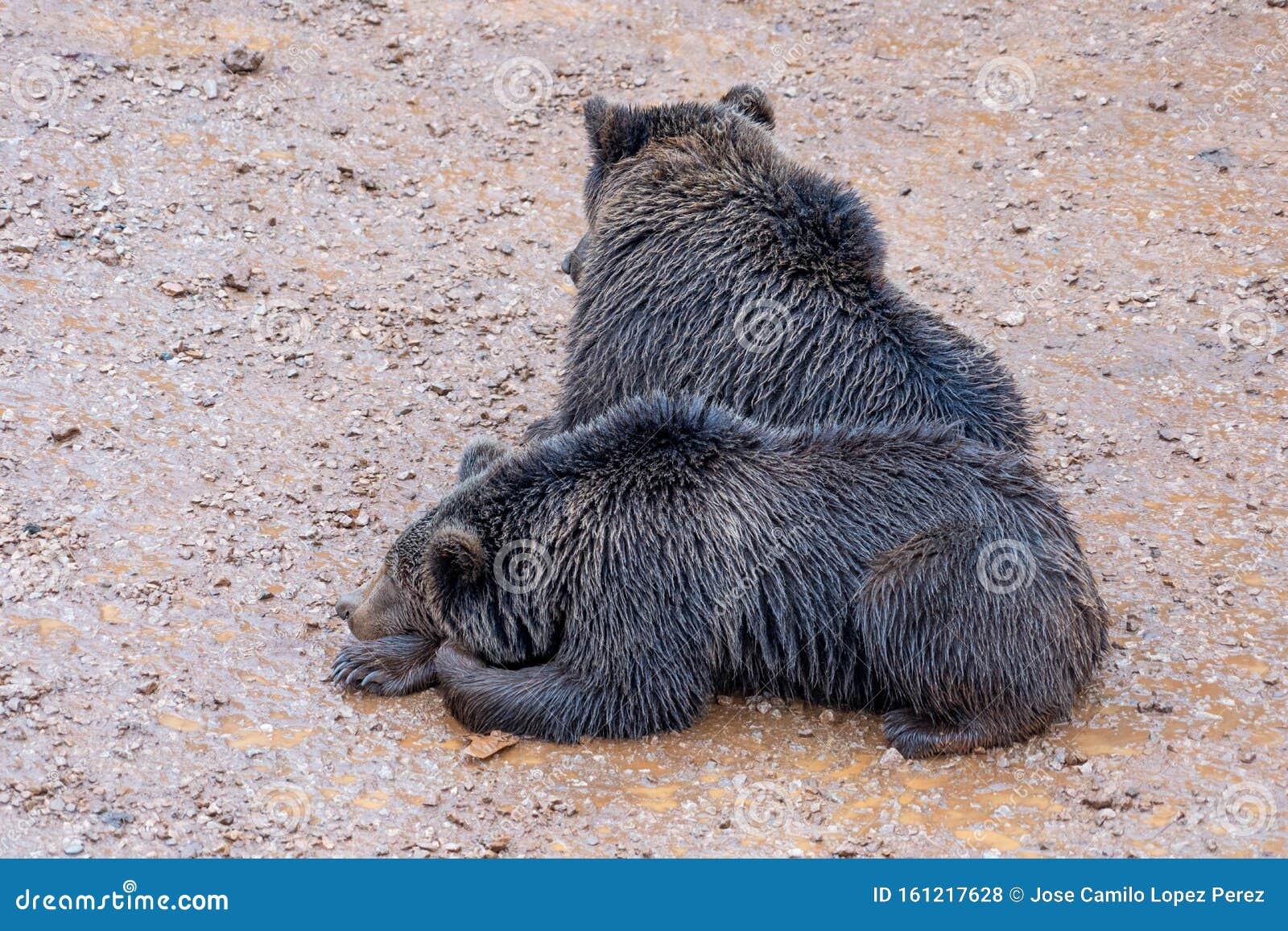 Bears in a spanish zoo stock photo. Image of outdoor - 161217628