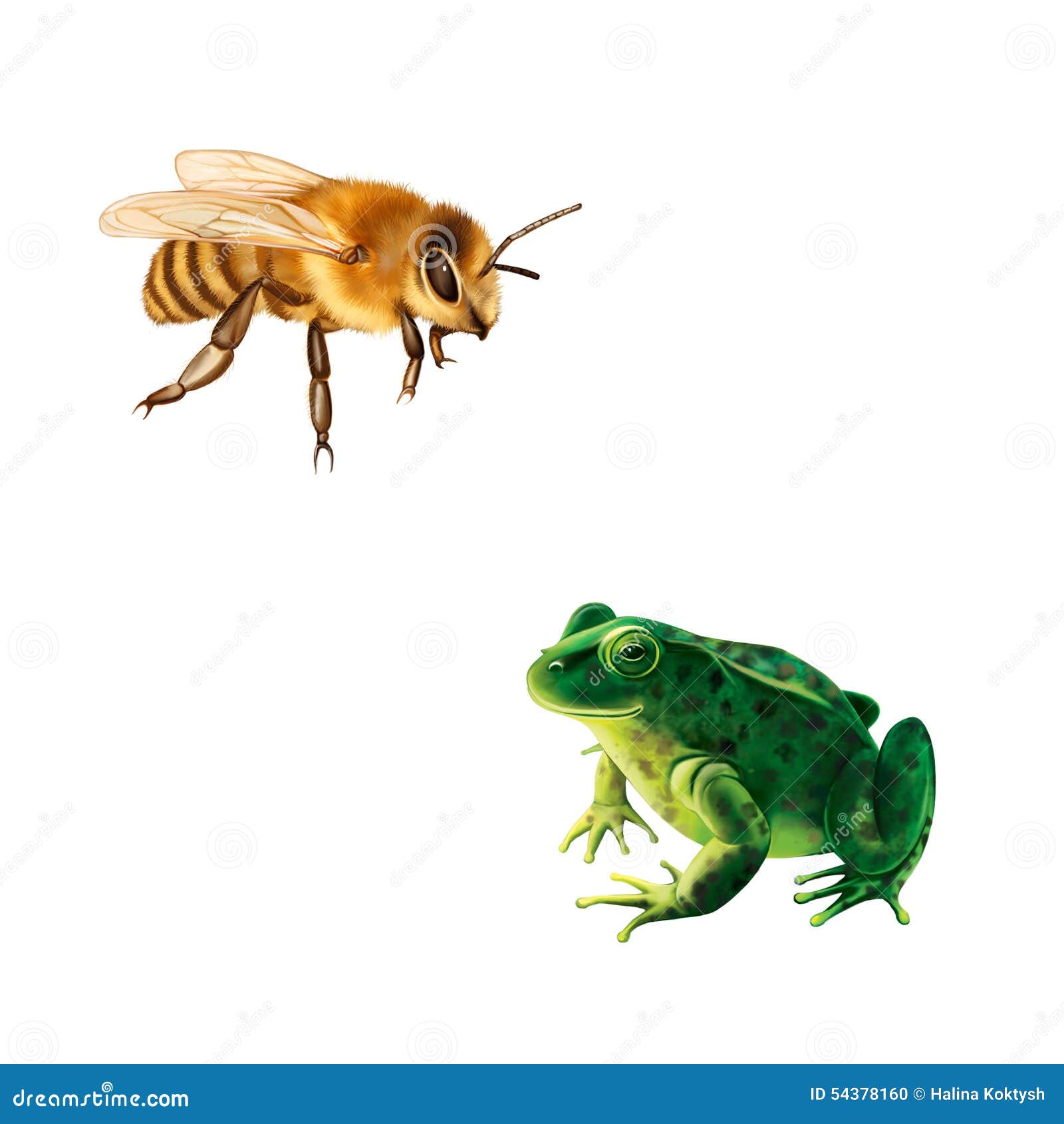 Pretty Bee , Green Frog with Spots, Spotted Toad Stock Illustration ...