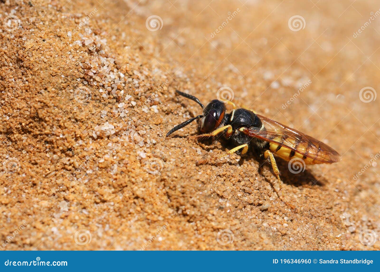 A Bee Wolf Wasp, Philanthus Triangulum, With Its Prey That It Has Just ...