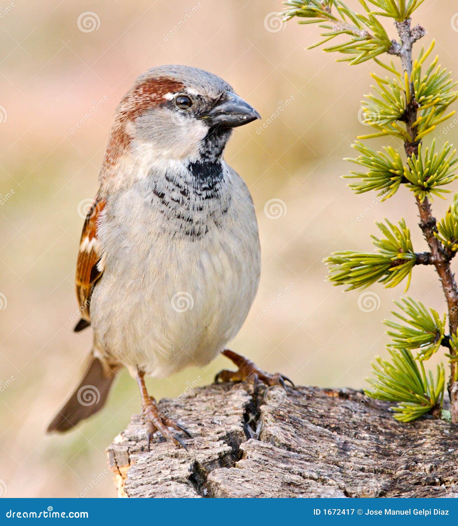 Pretty bird stock image. Image of present, wild, warbling - 1672417