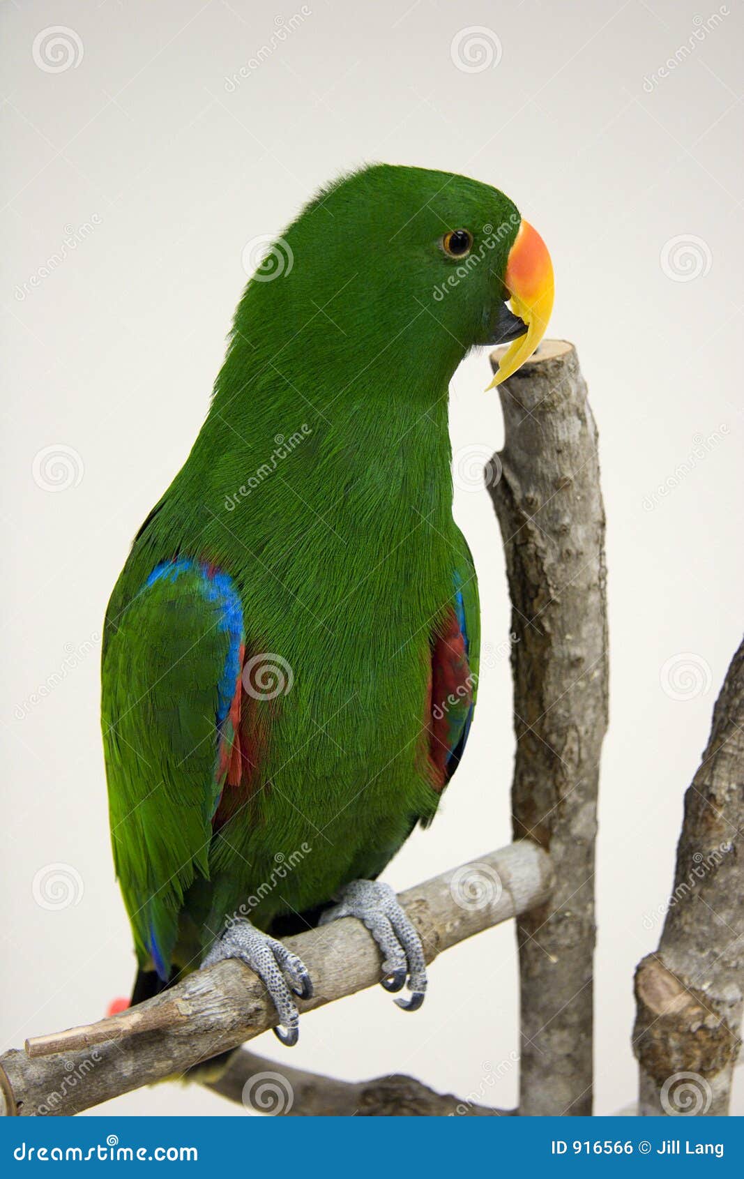 Pretty Bird! stock photo. Image of unusual, birds, eclectus - 916566