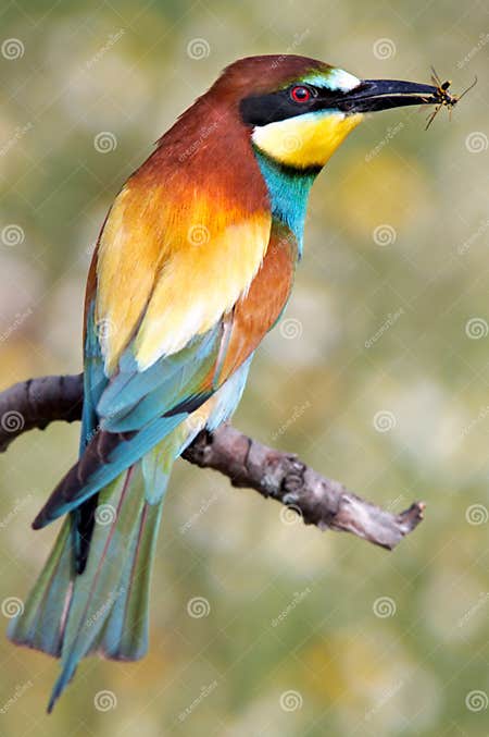 Pretty bird eating stock photo. Image of branch, beak - 1664096