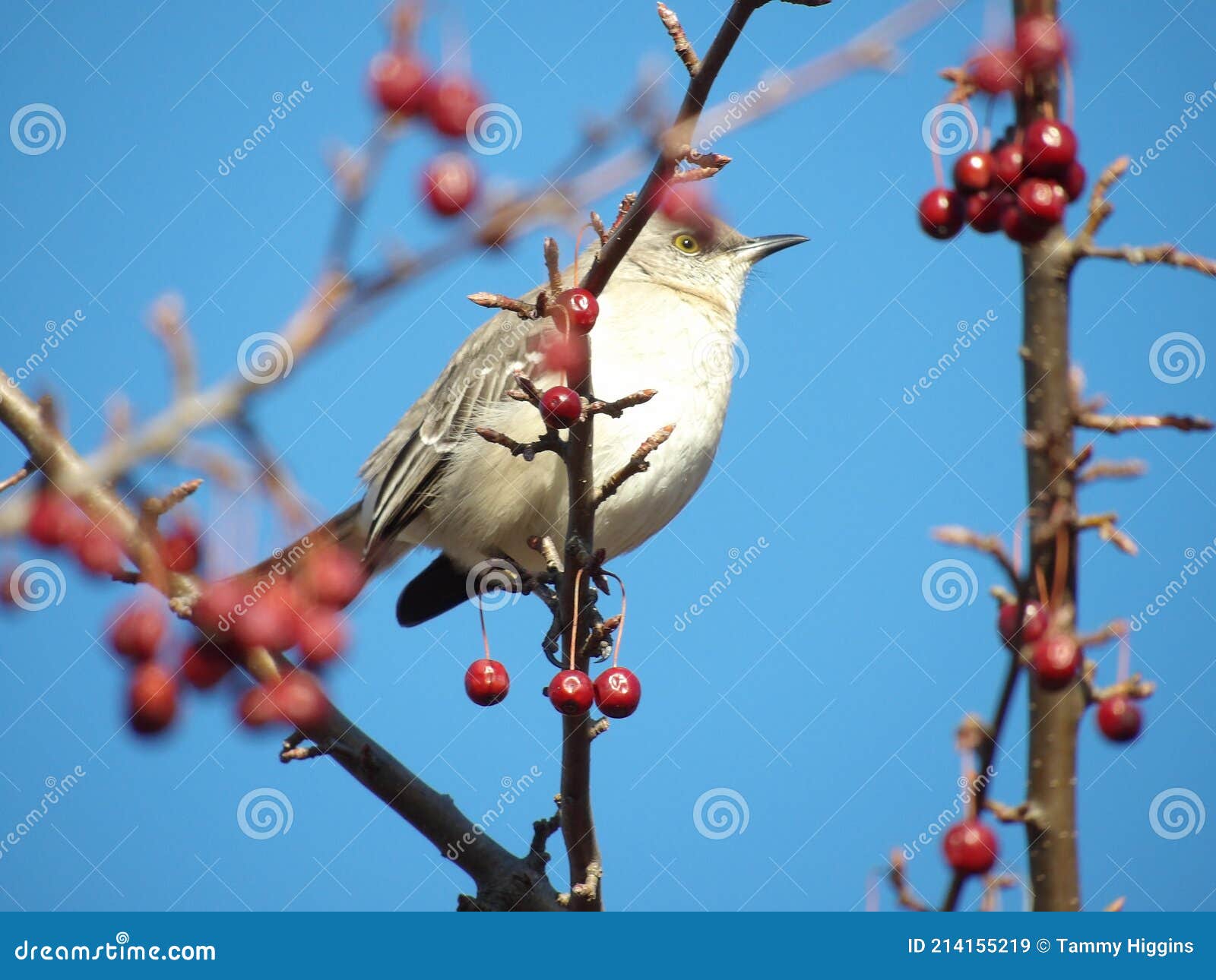 Pretty Bird in a Fruit Tree Stock Image - Image of still, berries ...
