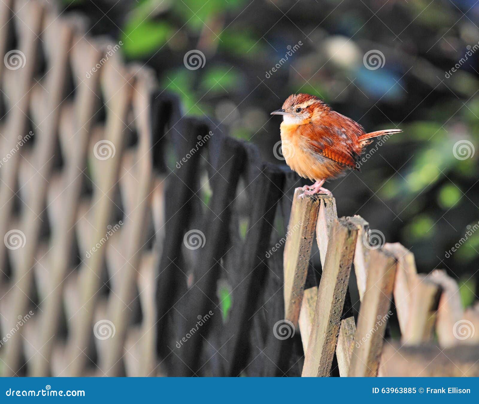 Pretty Bird stock image. Image of bird, wildlife, fence - 63963885