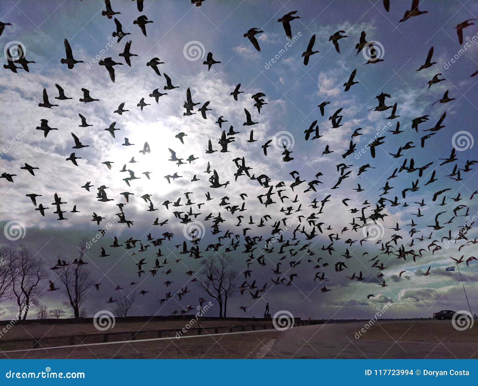 Birds stock photo. Image of pretty, flying, clouds, mothernature ...