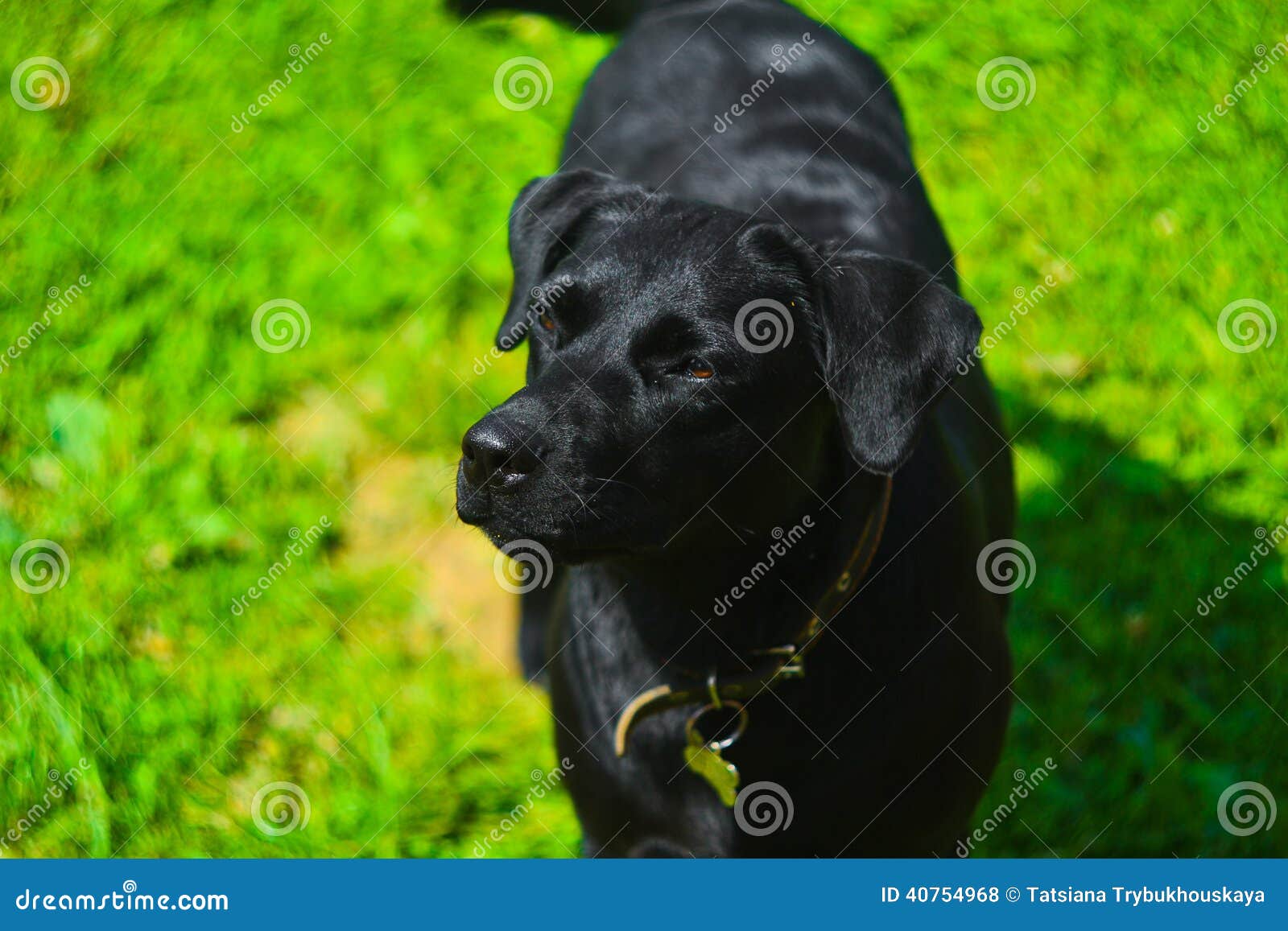 Pretty black dog labrador stock photo. Image of labrador - 40754968