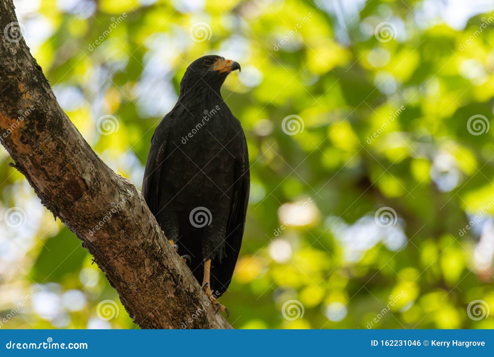 A Beautiful Black Hawk Perched on a Tree Branch Stock Photo - Image of ...