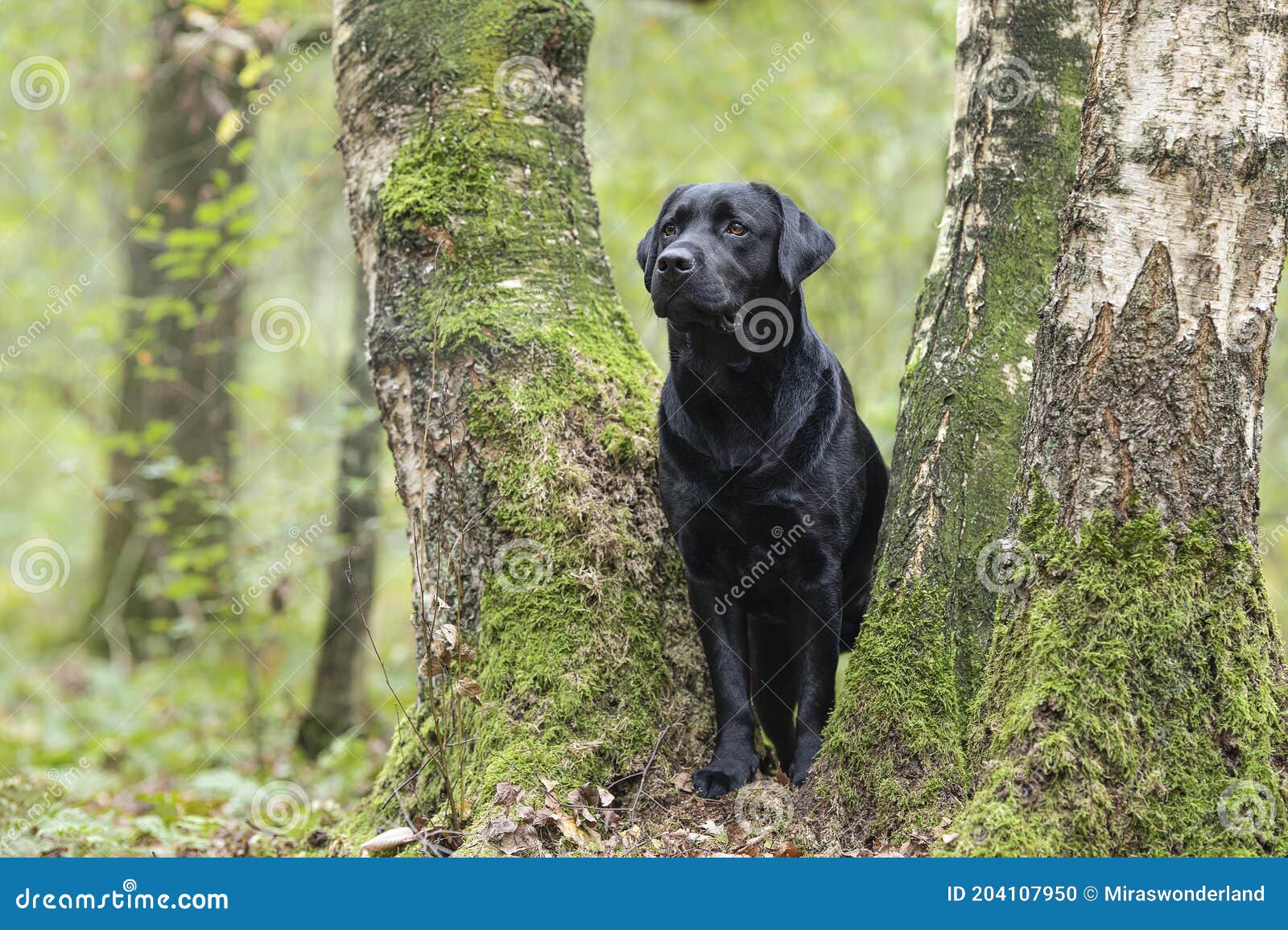 Pretty Black Labrador Retriever Standing between Trees in a Green ...