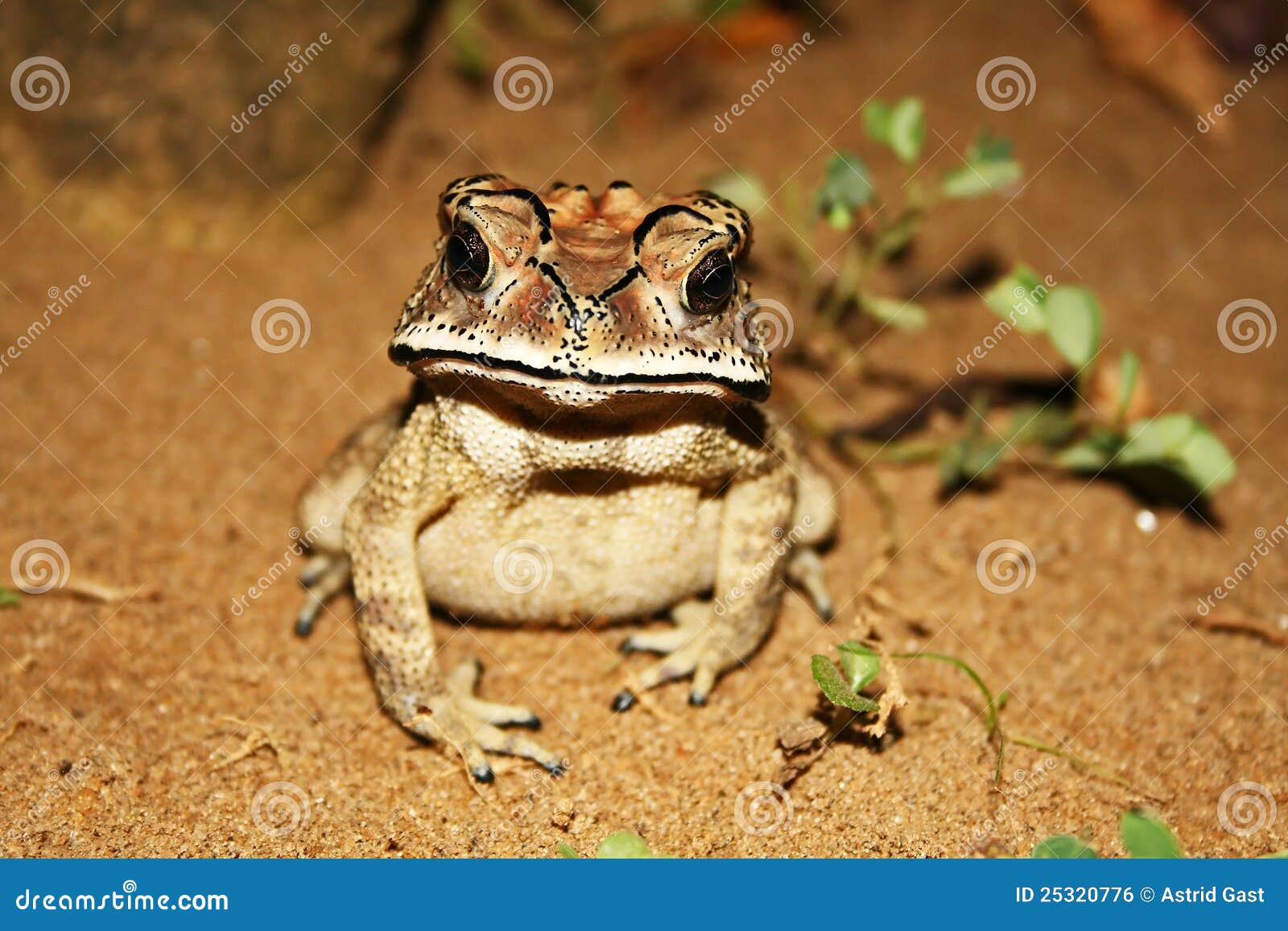 A pretty black scar toad stock photo. Image of area, gold - 25320776