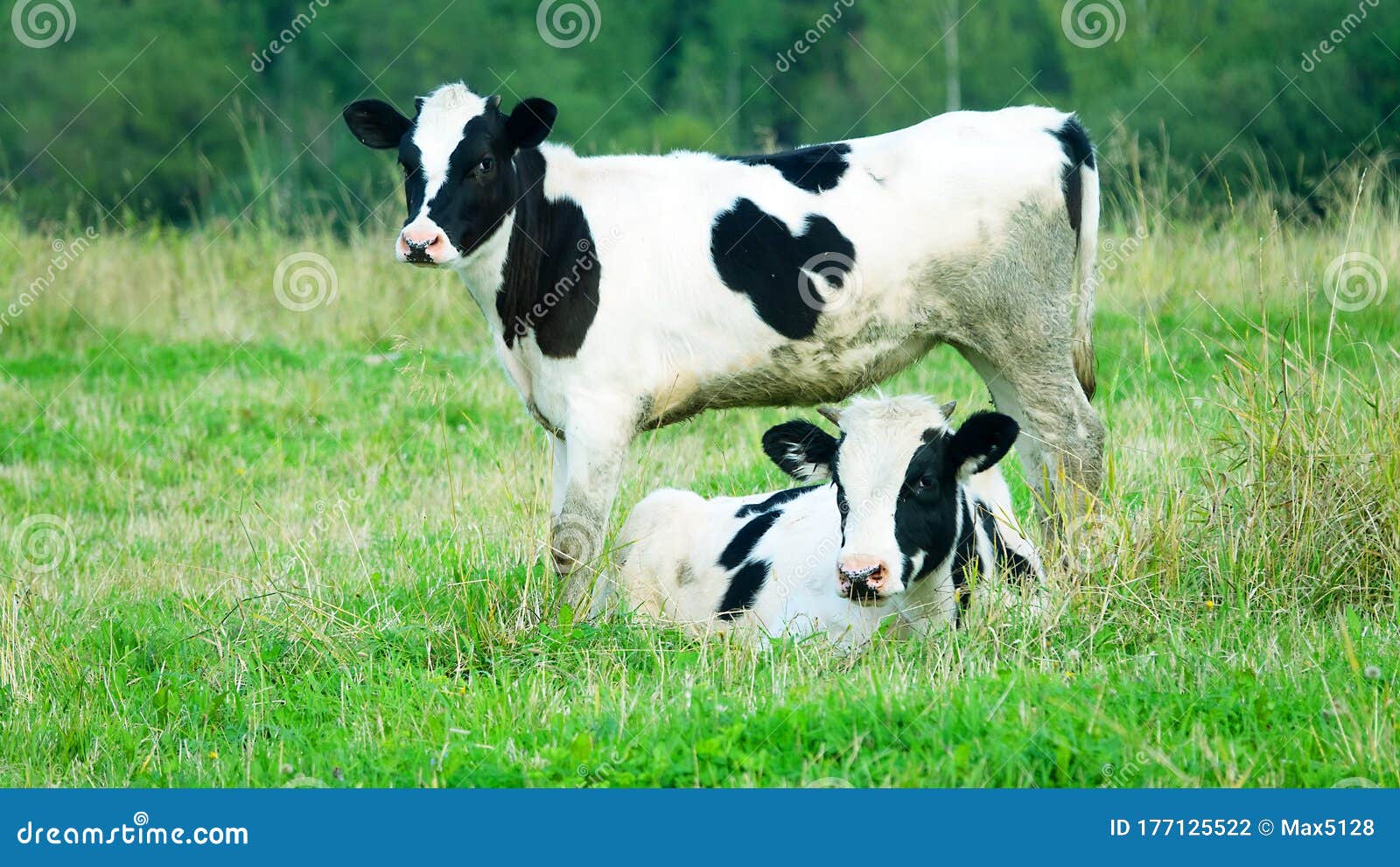 Pretty calf stock photo. Image of animal, color, haystacks - 177125522