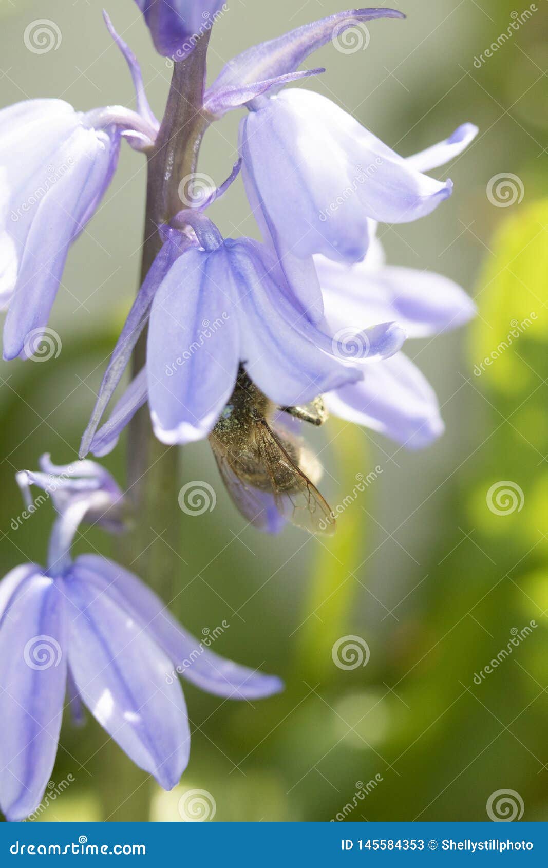 Pretty Blue Bluebell Flowers in a Garden Stock Image - Image of ...