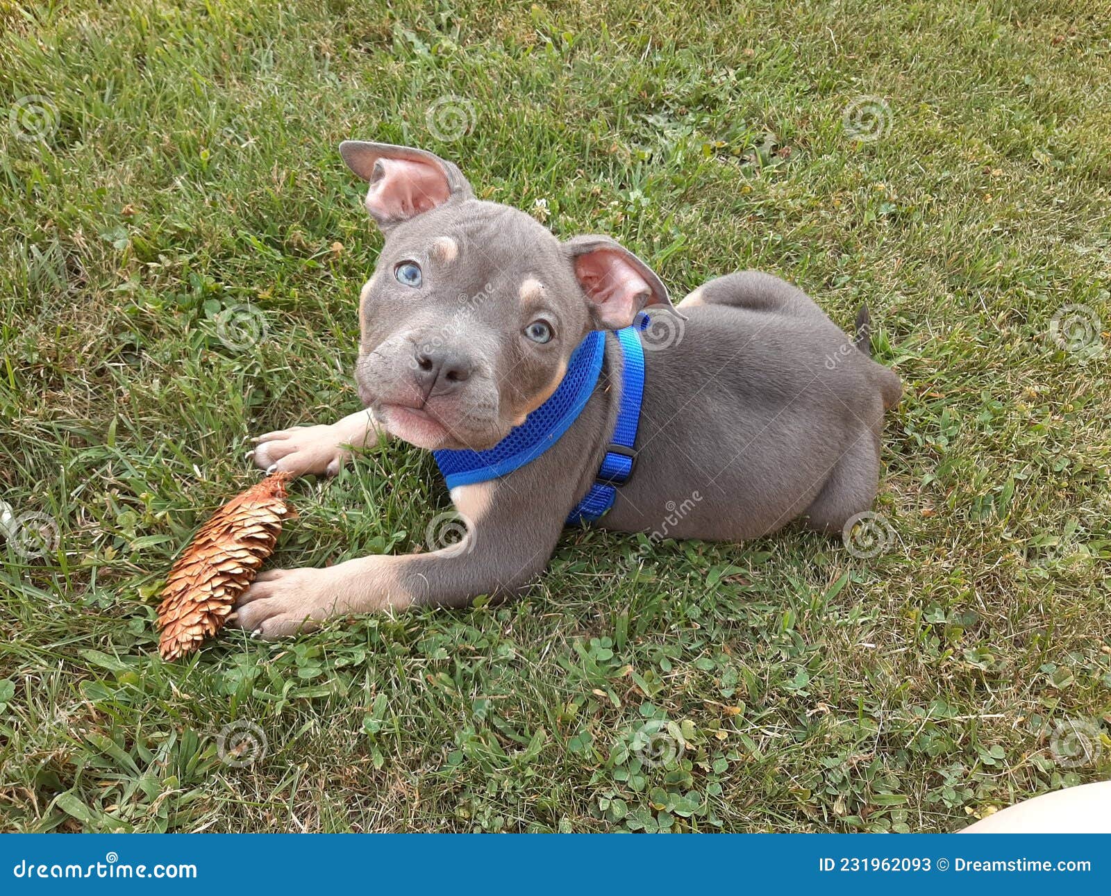 Pretty blue bully stock image. Image of terrier, hound - 231962093
