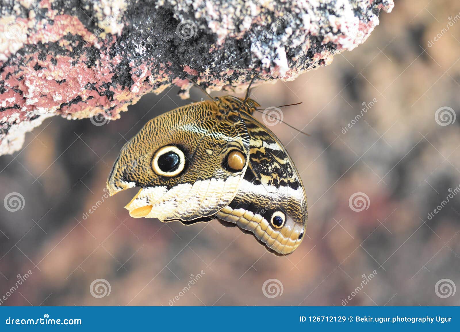 Butterfly Lands in the Butterfly Gardens Stock Image - Image of branch ...